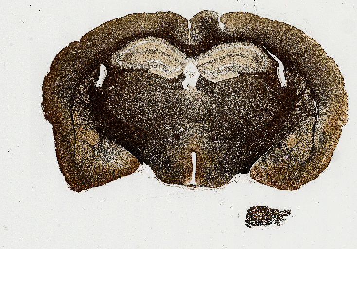 Mouse Aux - Brain Architecture Project