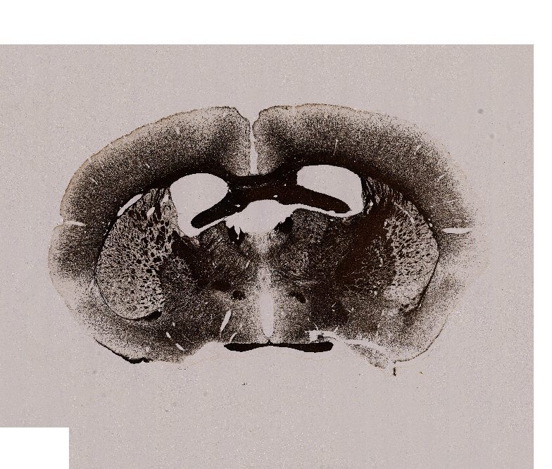 Mouse Aux - Brain Architecture Project